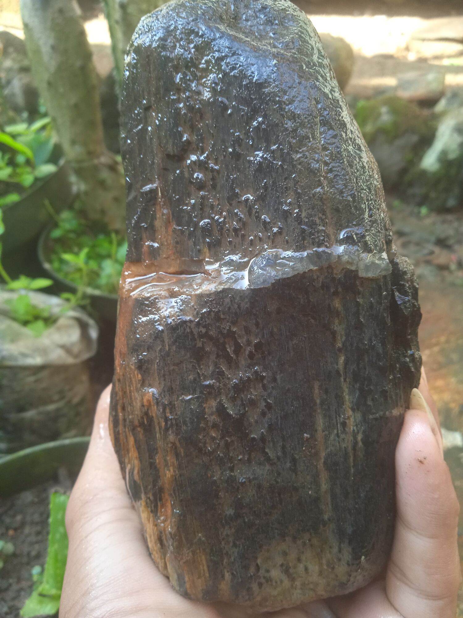 posil kelor hitam bergaris kendit | Lazada Indonesia