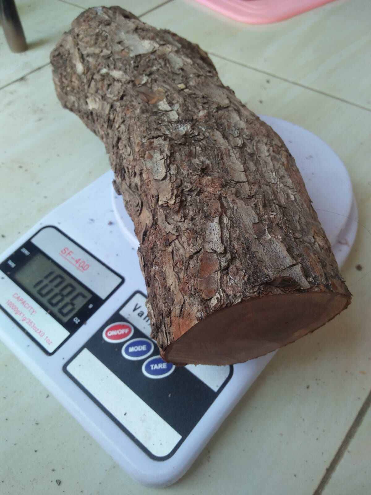 bahan kayu stigi laut jual per kg | Lazada Indonesia