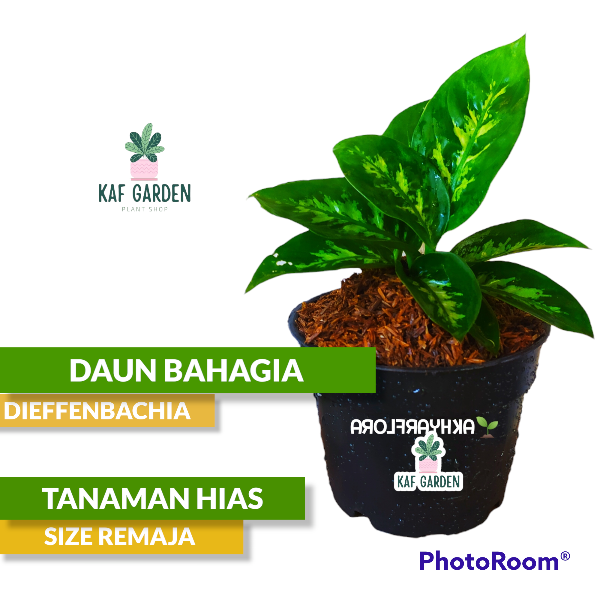 Dieffenbachia Amoena Tanaman Hias Daun Bahagia Sri Rejeki Blanceng ...