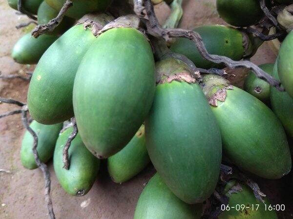 buah jambe,pinang muda | Lazada Indonesia