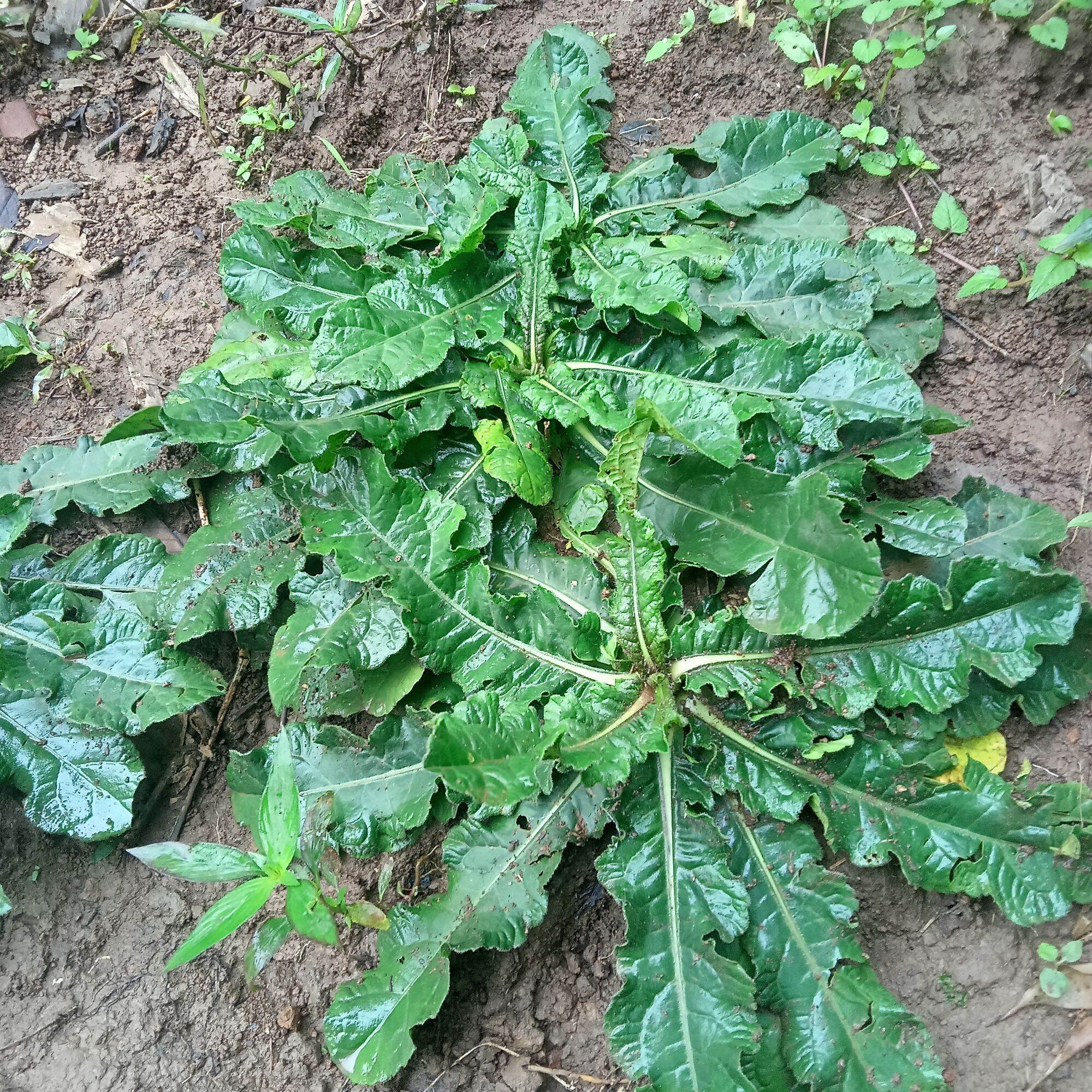 Tapak Liman Segar Bugar (Netto 250 Gram) Tanaman Liar Istimewa ...