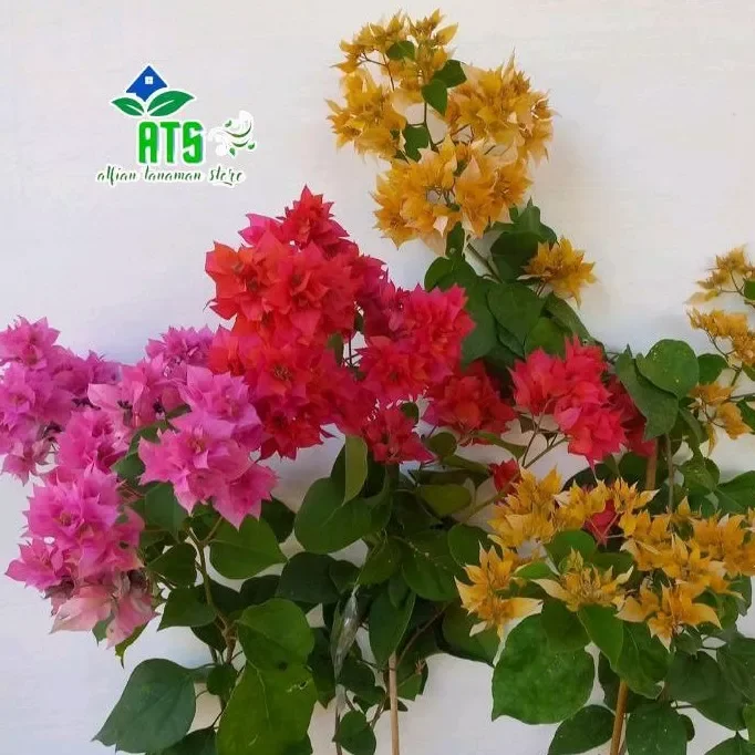 Paket 3 Jenis Tanaman Hias Bougenville Hawai Pink Aussie Red