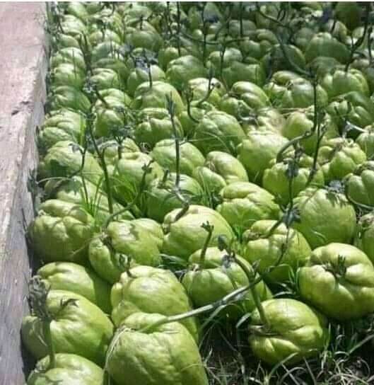 bibit benih labu siam,labu siam kecil /beby /gambas labu siam/jipan ...