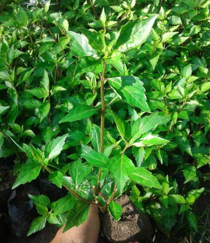 Daun kumis kucing Segar | Lazada Indonesia