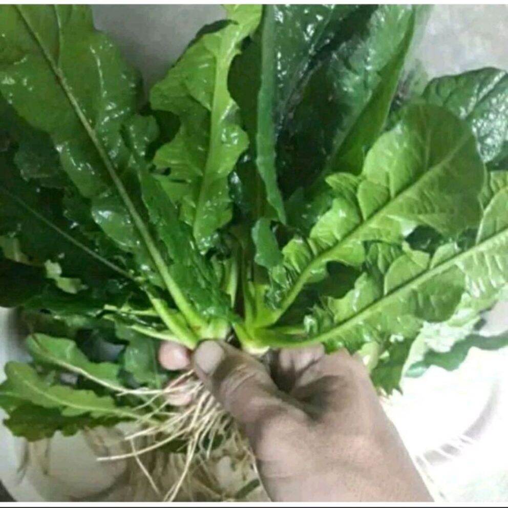 Daun Tapak Liman Segar 1 Kg Dan Akarnya / Tapak Liman Segar / Rumput ...