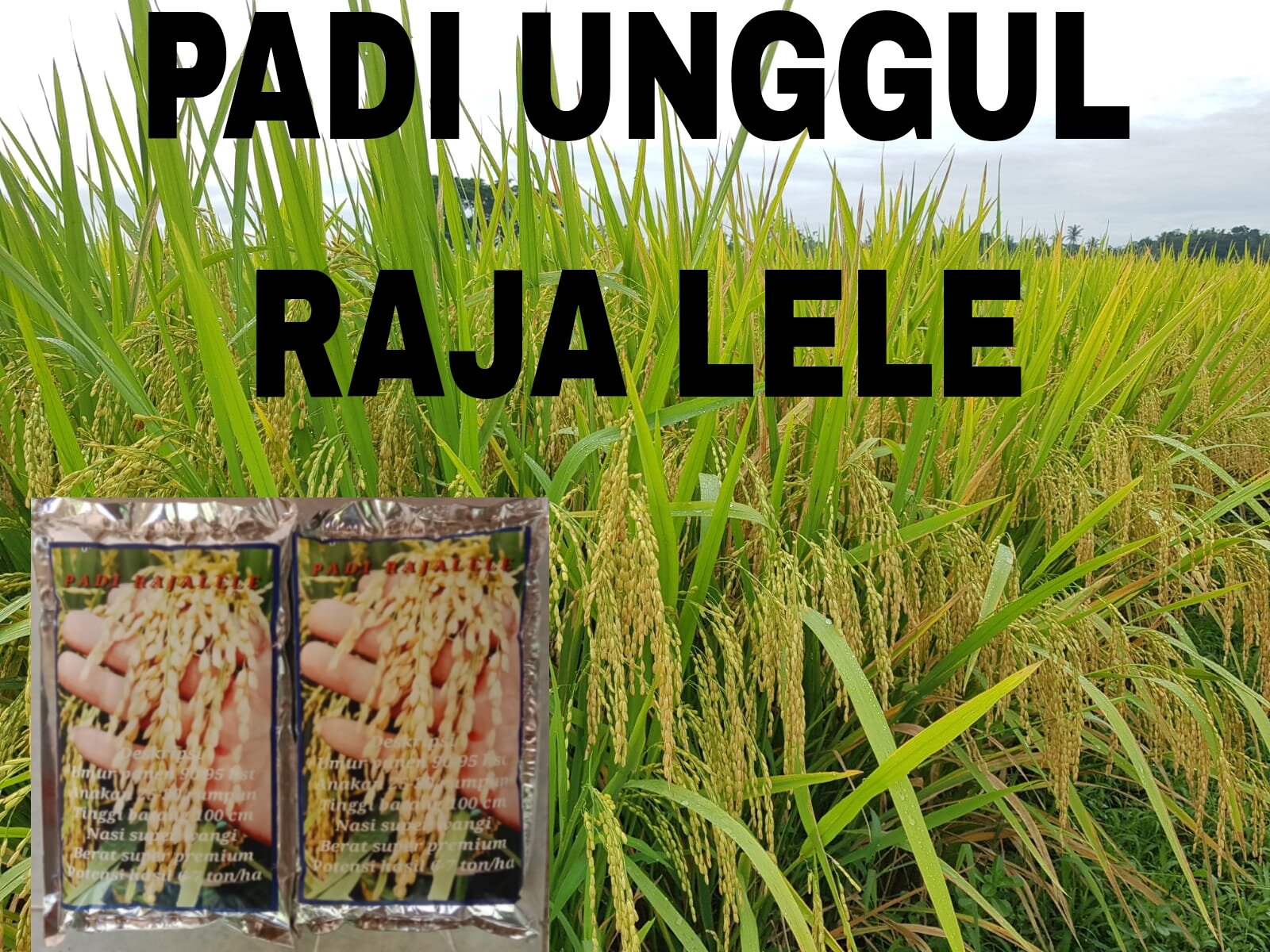 Benih padi raja lele kemasan 1kg | Lazada Indonesia