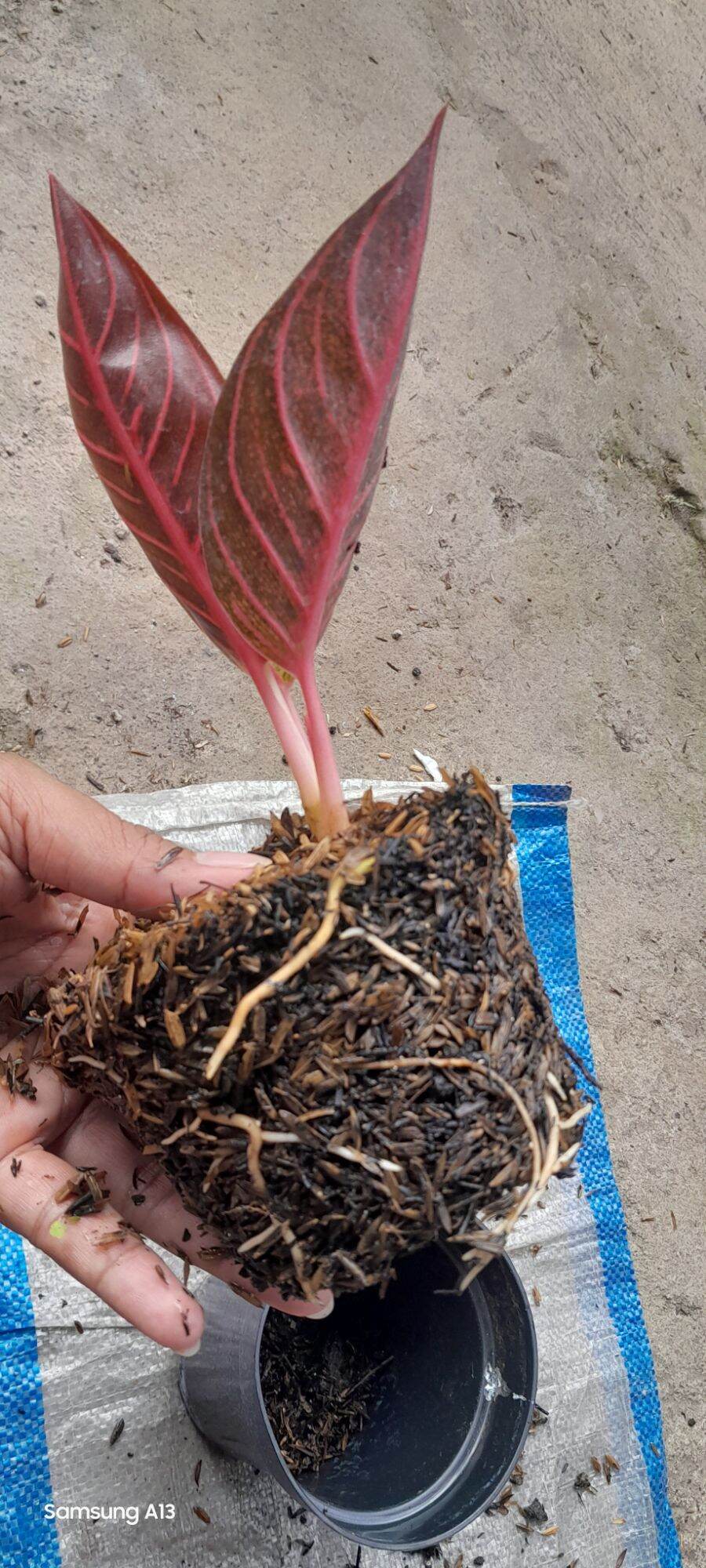 Aglonema POS/Red Sumatra/Redsum (Daun 4) (1) | Lazada Indonesia