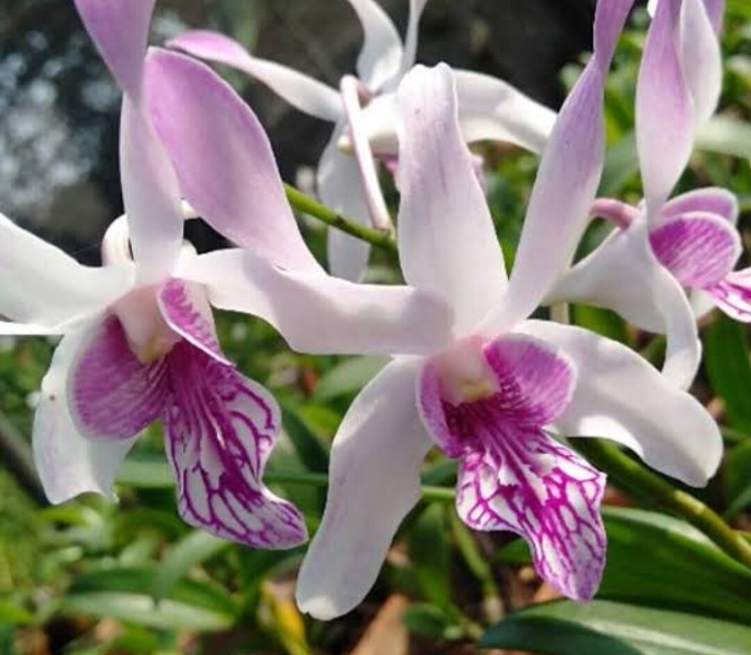 Anggrek Dendrobium Caesar Warawan | Lazada Indonesia