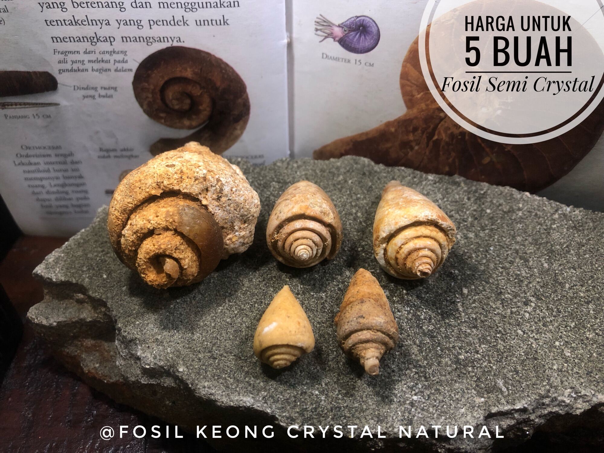 Fosil keong crystal natural B3 atau fosil kerang alam atau fosil ...