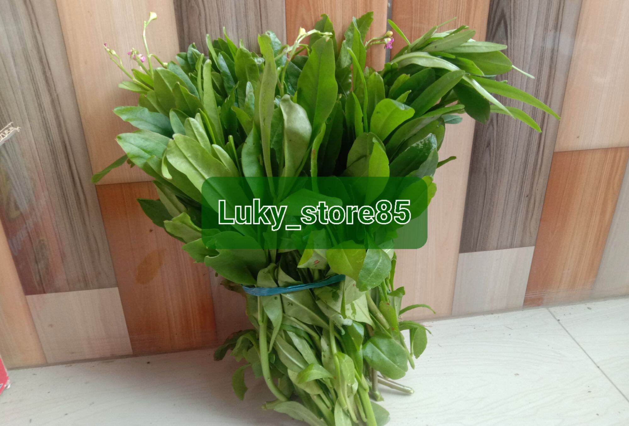 Daun ginseng jawa segar 250 gram | Lazada Indonesia
