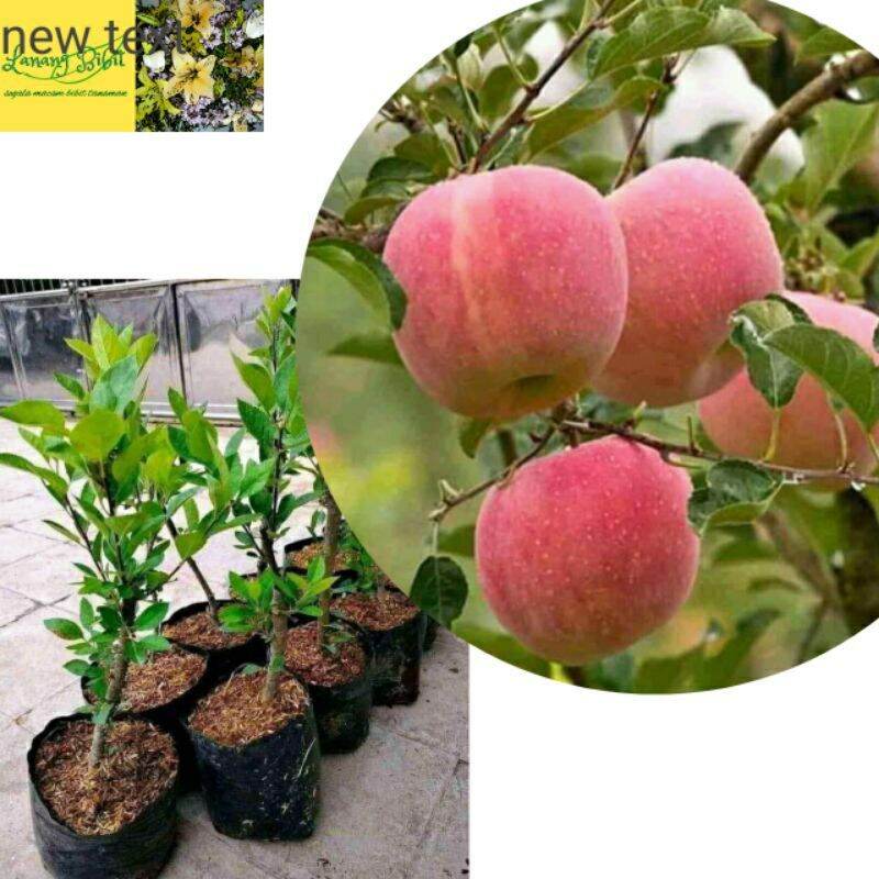 BIBIT APEL FUJI MERAH HASIL STEK BATANG | Lazada Indonesia