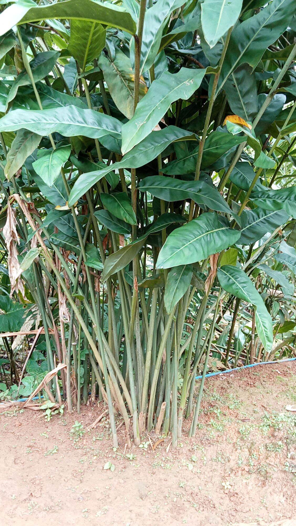 5 bibit batang pohon tanaman lengkuas/loas gendel /laja | Lazada Indonesia