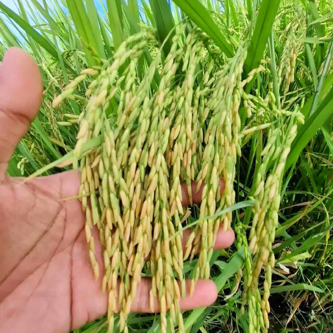 Benih Padi CAKRABUANA 04 Bibit padi super unggul berkualitas KEMASAN ...