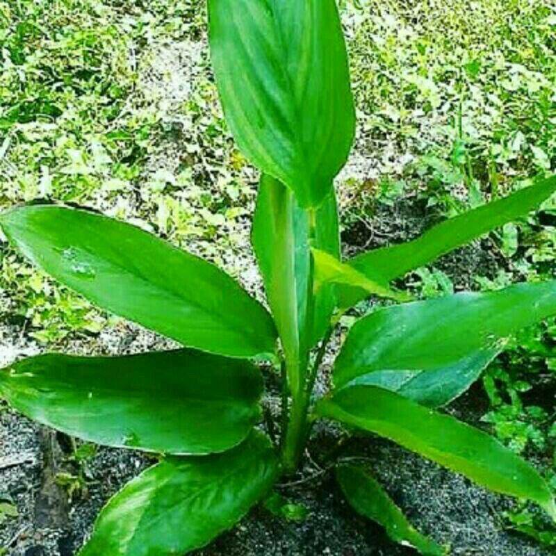 BIBIT UMBI GARUT TERIGU 10 pohon | Lazada Indonesia