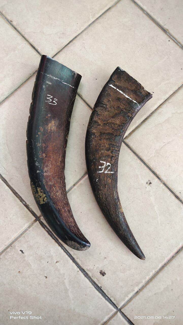 Bahan kerajinan Tanduk kerbau hitam padat 28 29 30 31 32 cm buat handle ...