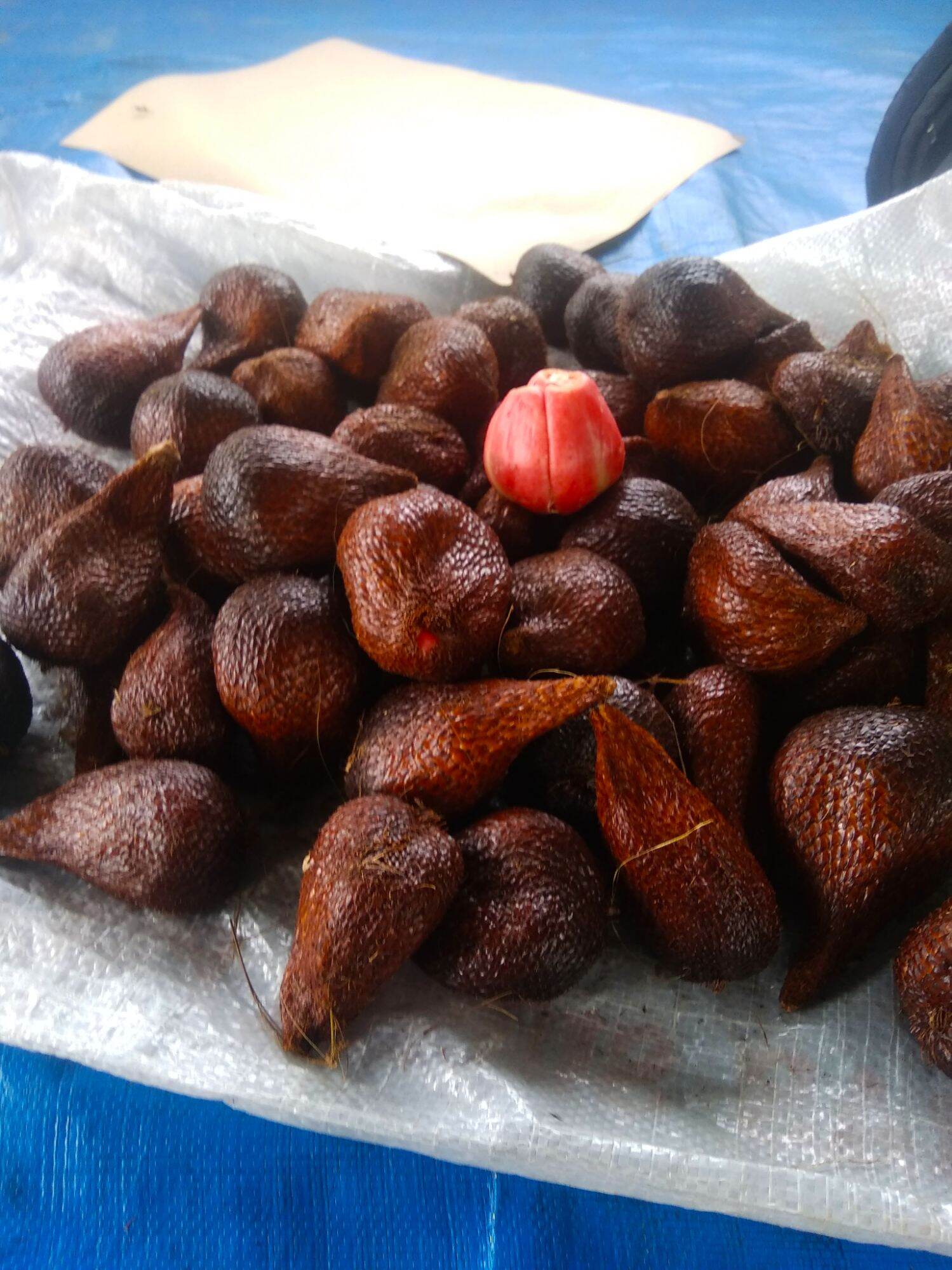 Salak Merah Full Padang sidempuan fresh 1 kg | Lazada Indonesia