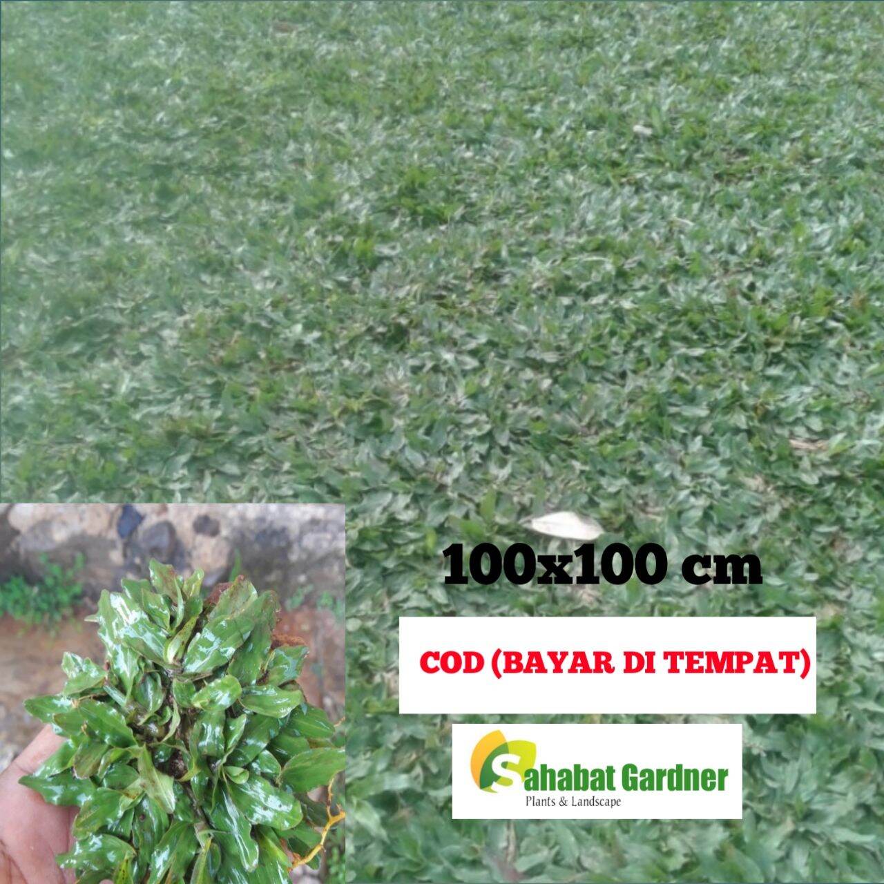 rumput gajah mini hidup | bibit rumput gajah mini | rumput gajah mini ...