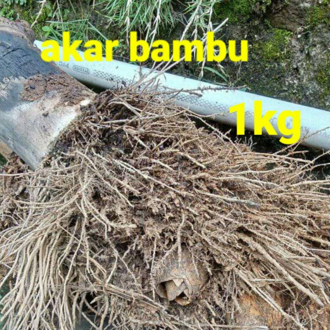media tanam akar bambu kondisi akar nya saja 1kg | Lazada Indonesia