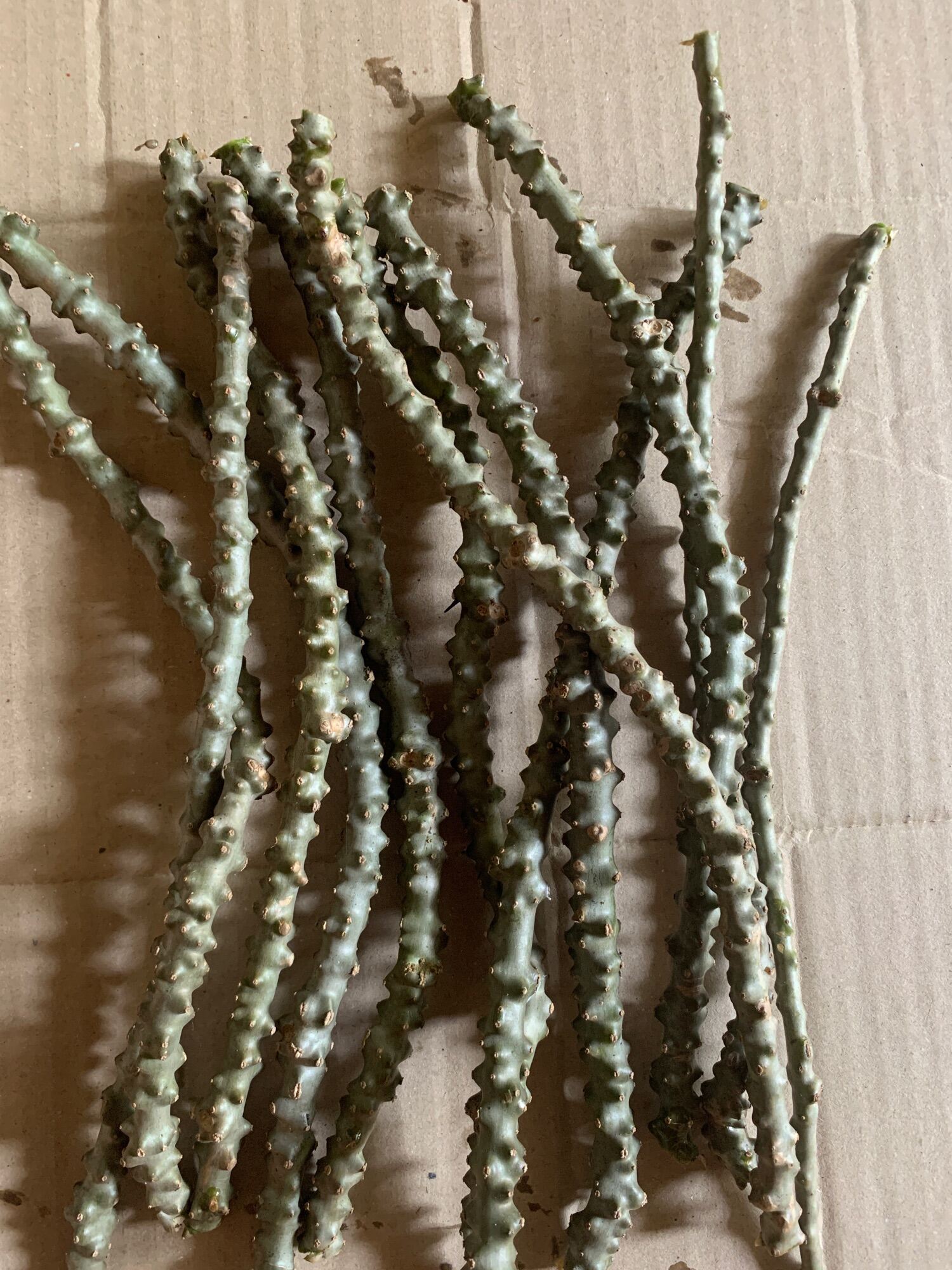 Stek Batang patrawali brotowali 10 batang | Lazada Indonesia