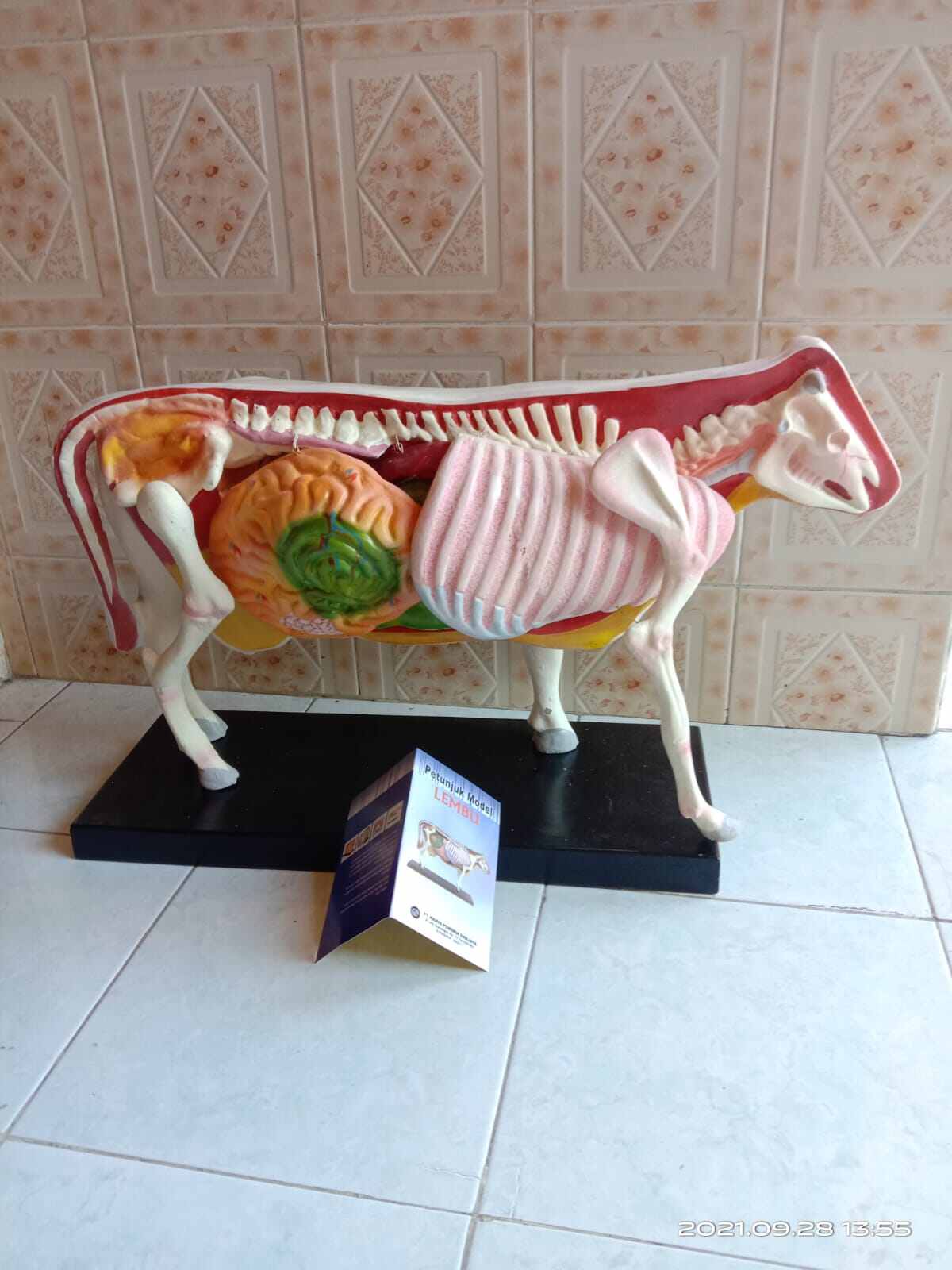 sapi lembu alat peraga pendidikan torso model sapi lembu | Lazada Indonesia