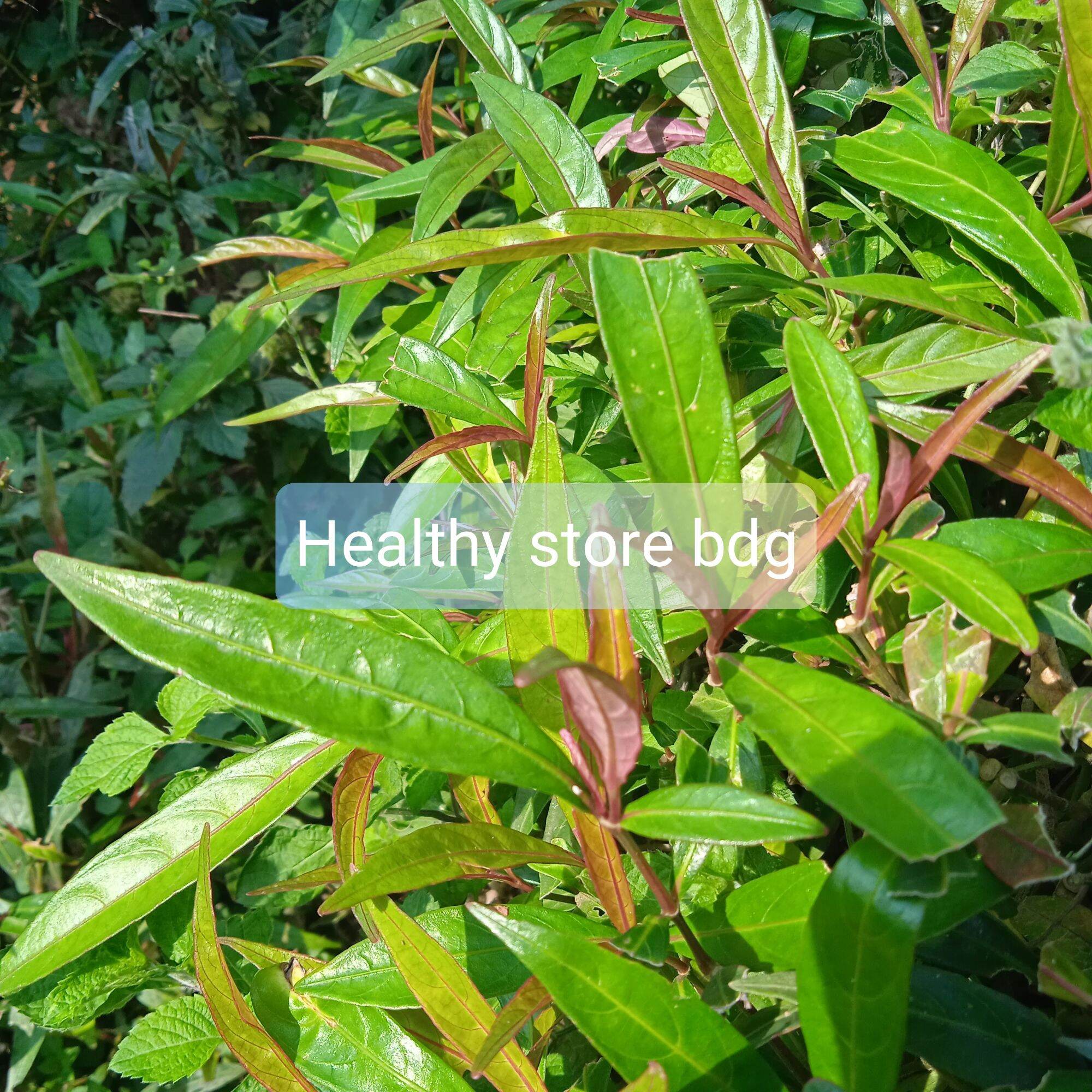 Daun Prasman Atau Daun Gandarusa 500 Gram | Lazada Indonesia