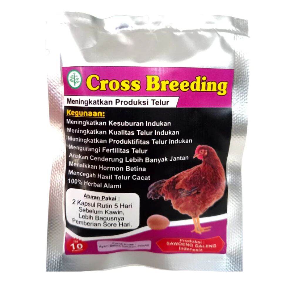 cross breeding meningkatkan produksi telur ayam betina, indukan ...
