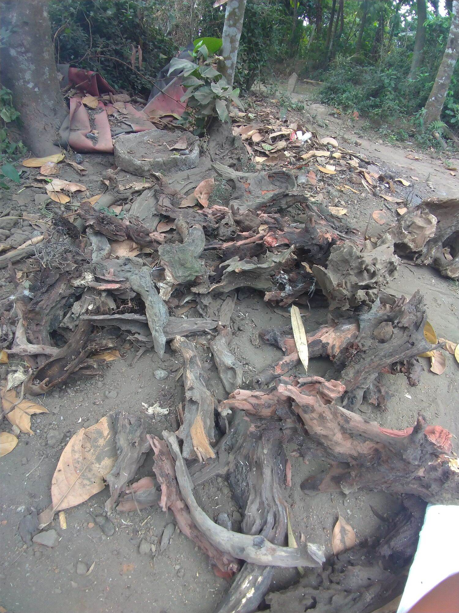 kayu rentek aquascape full karakter ukuran 20cm-30cm | Lazada Indonesia