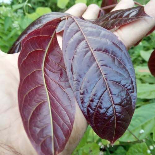 daun jengkol muda segar per250gram | Lazada Indonesia