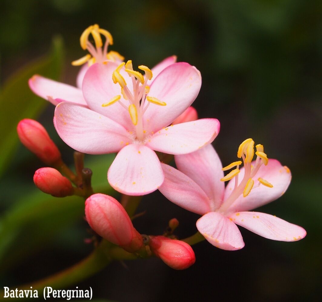 Bunga Batavia Pink Tanaman Vegetasi Lebah Bunga Hias Lazada Indonesia