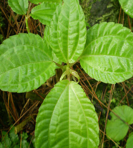 poh pohan | Lazada Indonesia