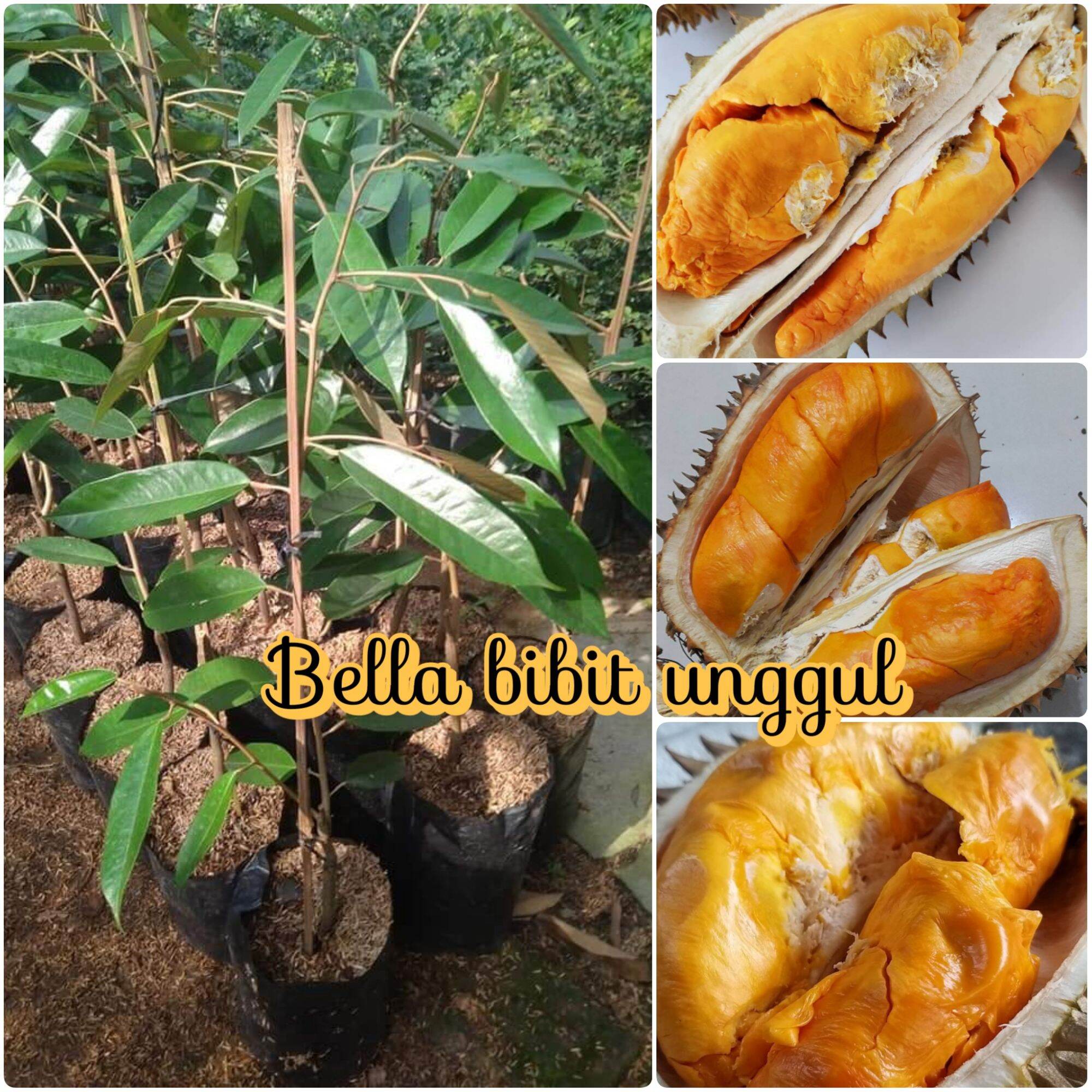 Bibit durian emas durian kuning mas durian mas Bella bibit | Lazada ...