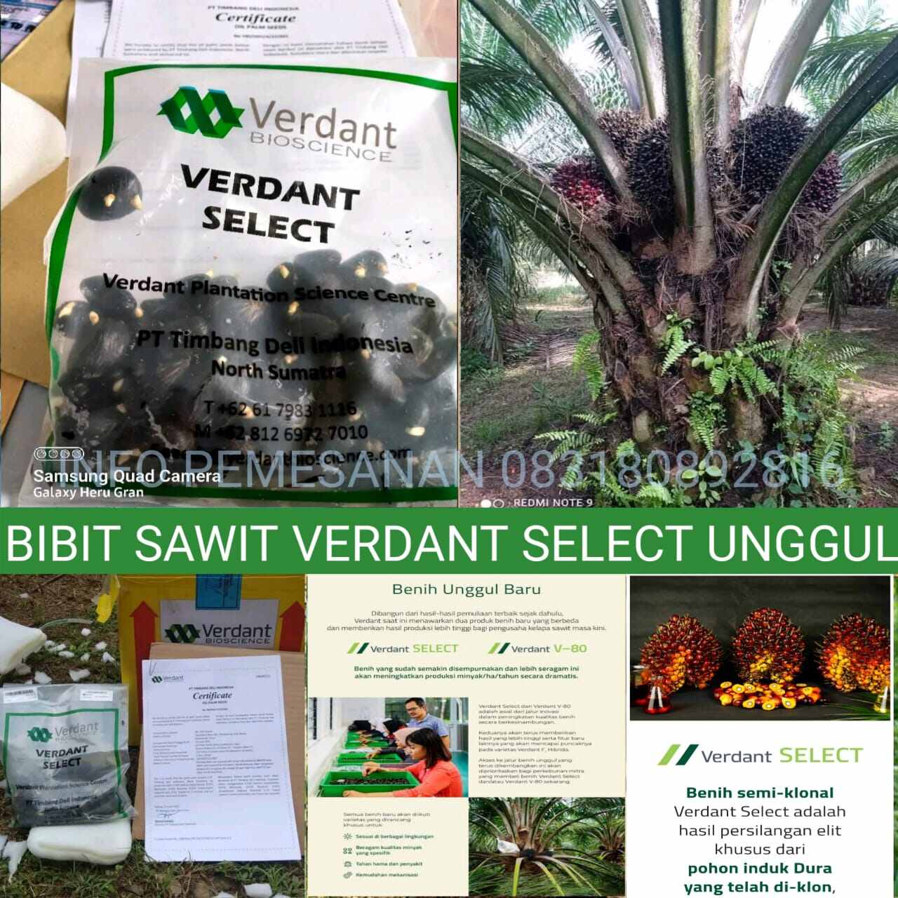 BIBIT POLONG KECAMBAH SAWIT VERDANT SELECT UNGGUL BERSERTIFIKAT ...