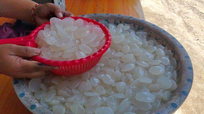 PROMO BUAH KOLANG KALING ATAU CERULUK MUDA SEGAR UNTUK DIBIKIN MANISAN ...