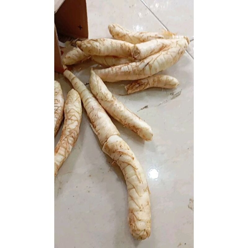 Umbi Garut Segar Herbal Lambung 1kg | Lazada Indonesia