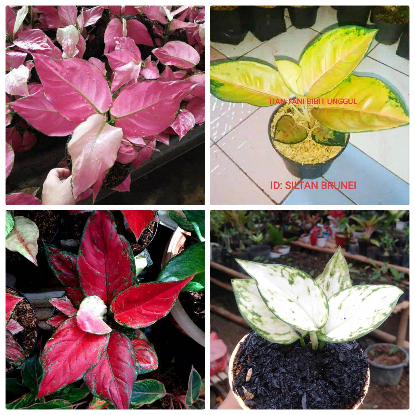 PAKET HEMAT 4 BUNGA AGLONEMA SULTAN BRUNEI RED ANJAMANI SUPER WHITE DAN ...