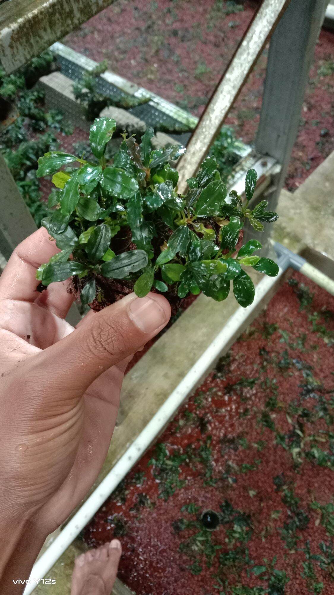 Buce Velvet Media Batu Lavarok Merah Aquascape hiasan aquarium | Lazada ...