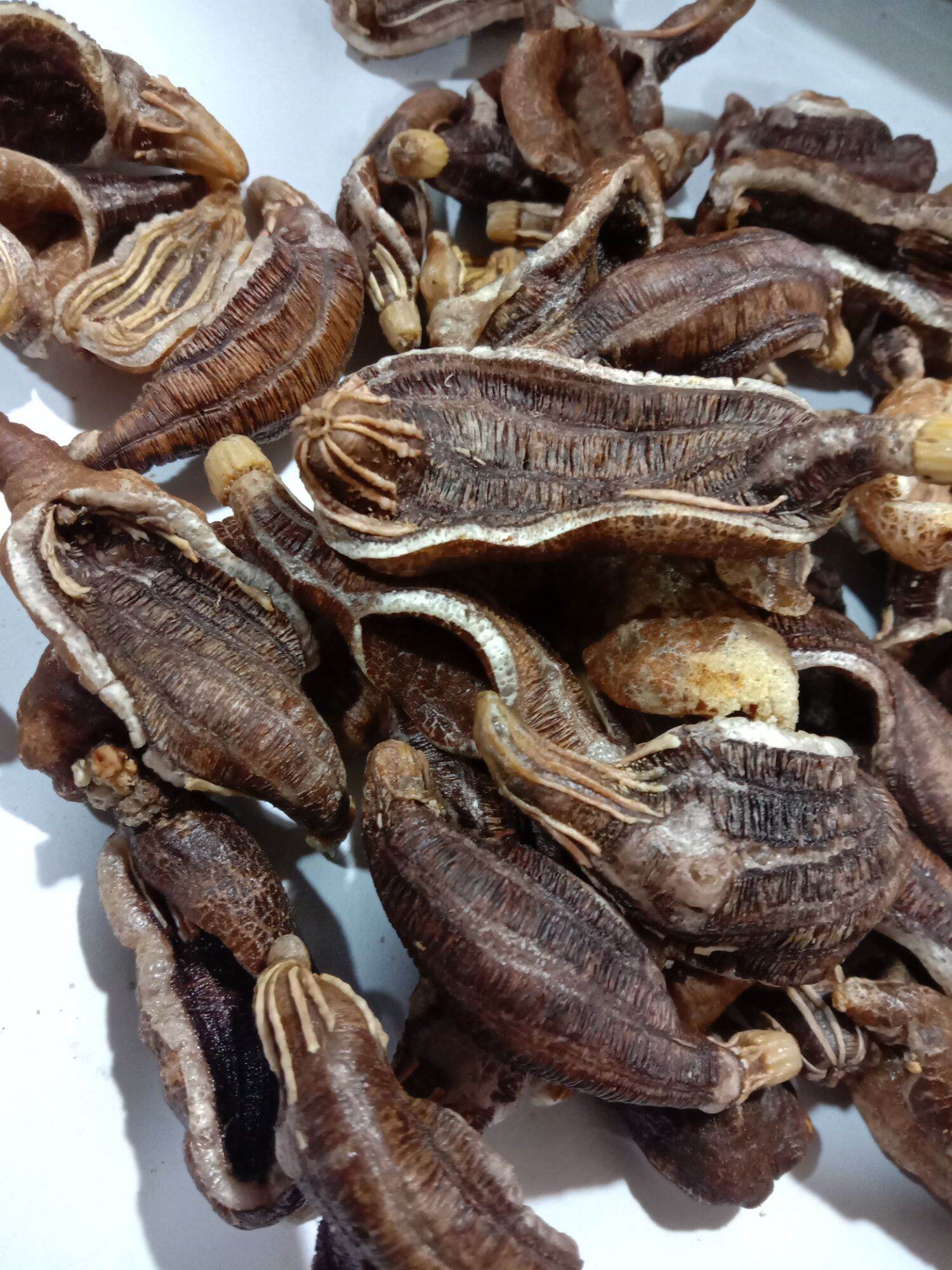 Camilan teripang laut khas Kenjeran Surabaya 100gr | Lazada Indonesia