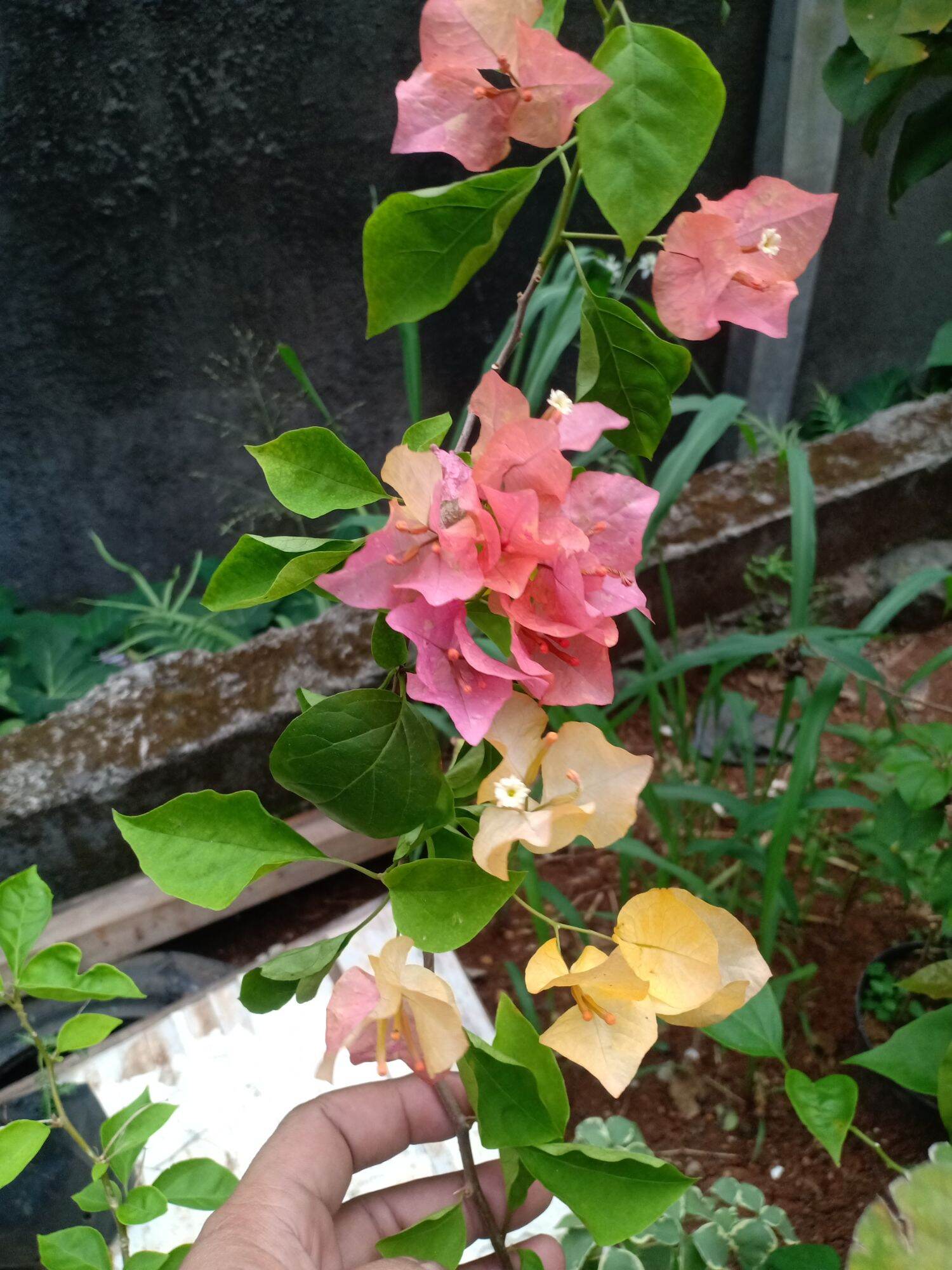 Bunga Bougenville Srikandi | Lazada Indonesia