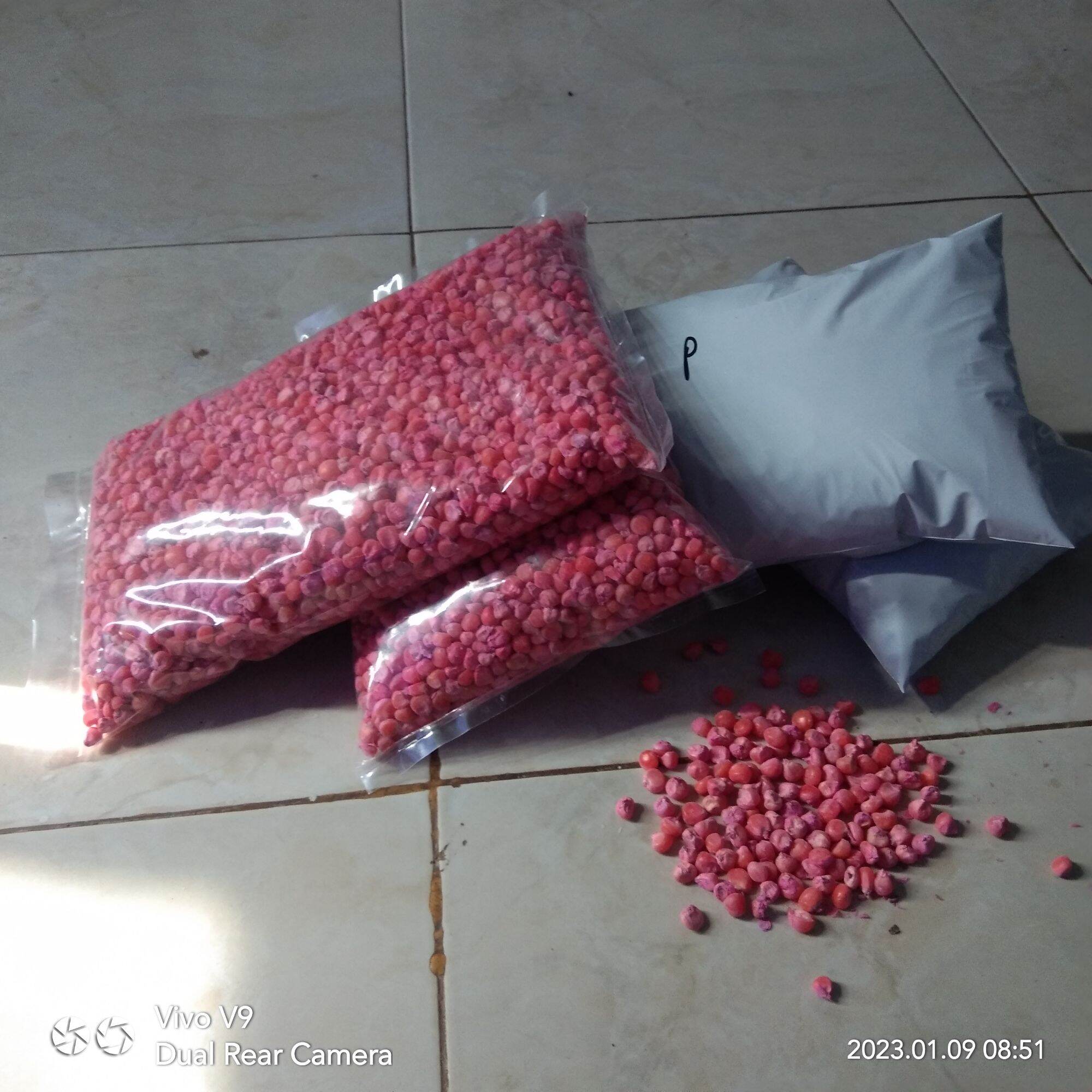 benih jagung hybrida F1 NK naga curah non label | Lazada Indonesia