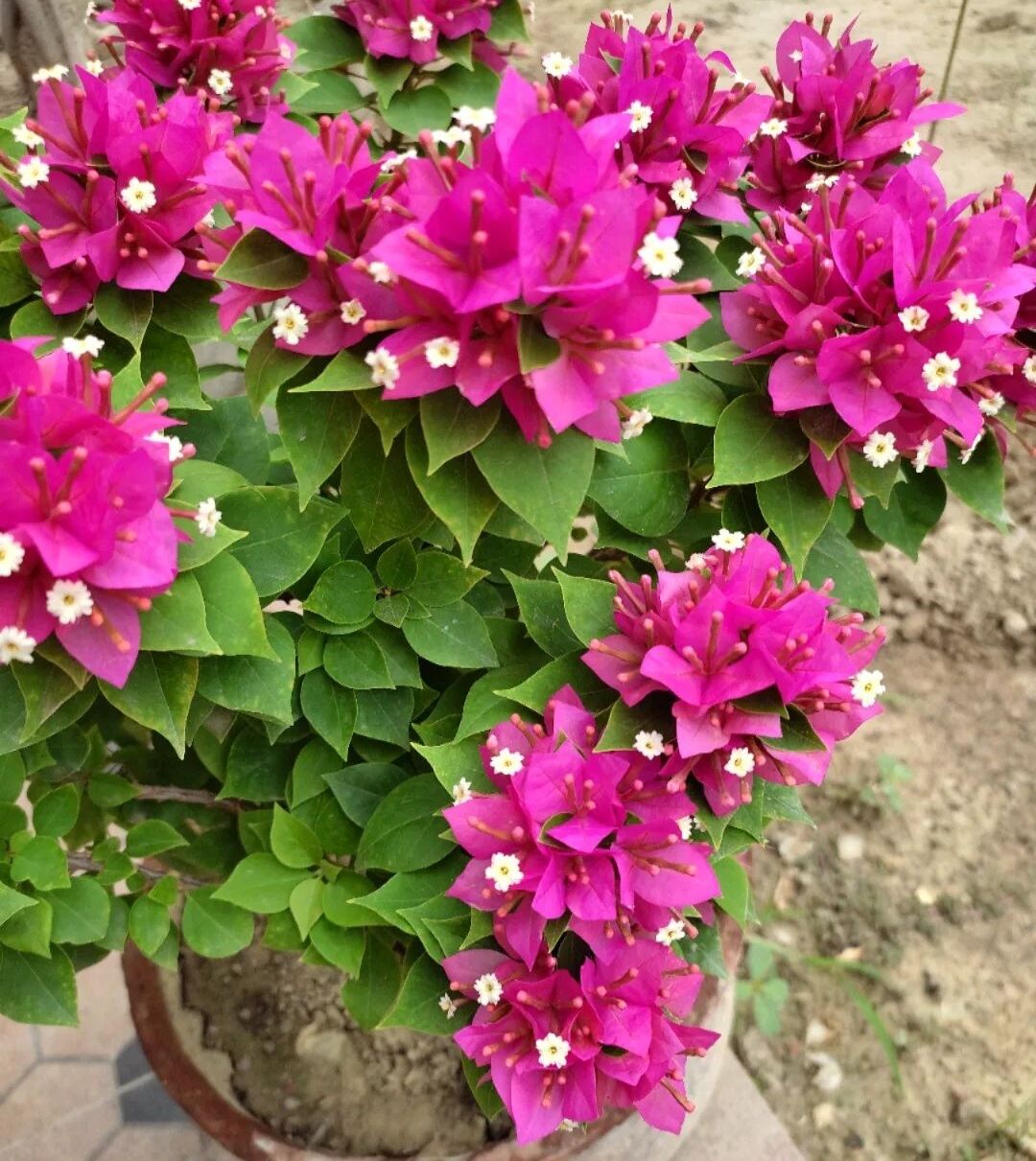 bugenvil merah fanta daun ijo / sgp merah fanta | Lazada Indonesia