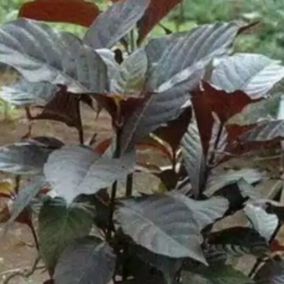 Daun handelem (daun ungu) frees herbal ambeien 50 lembar | Lazada Indonesia