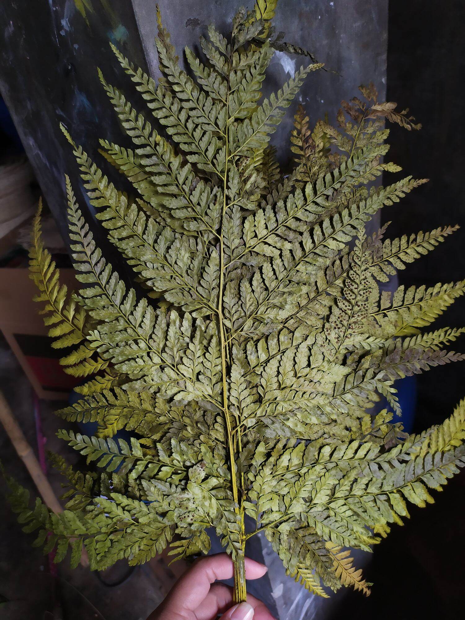 DAUN PAKIS KERING DAUN PAKIS HIJAU DAUN PAKIS NATURAL DAUN PAKIS COKLAT ...