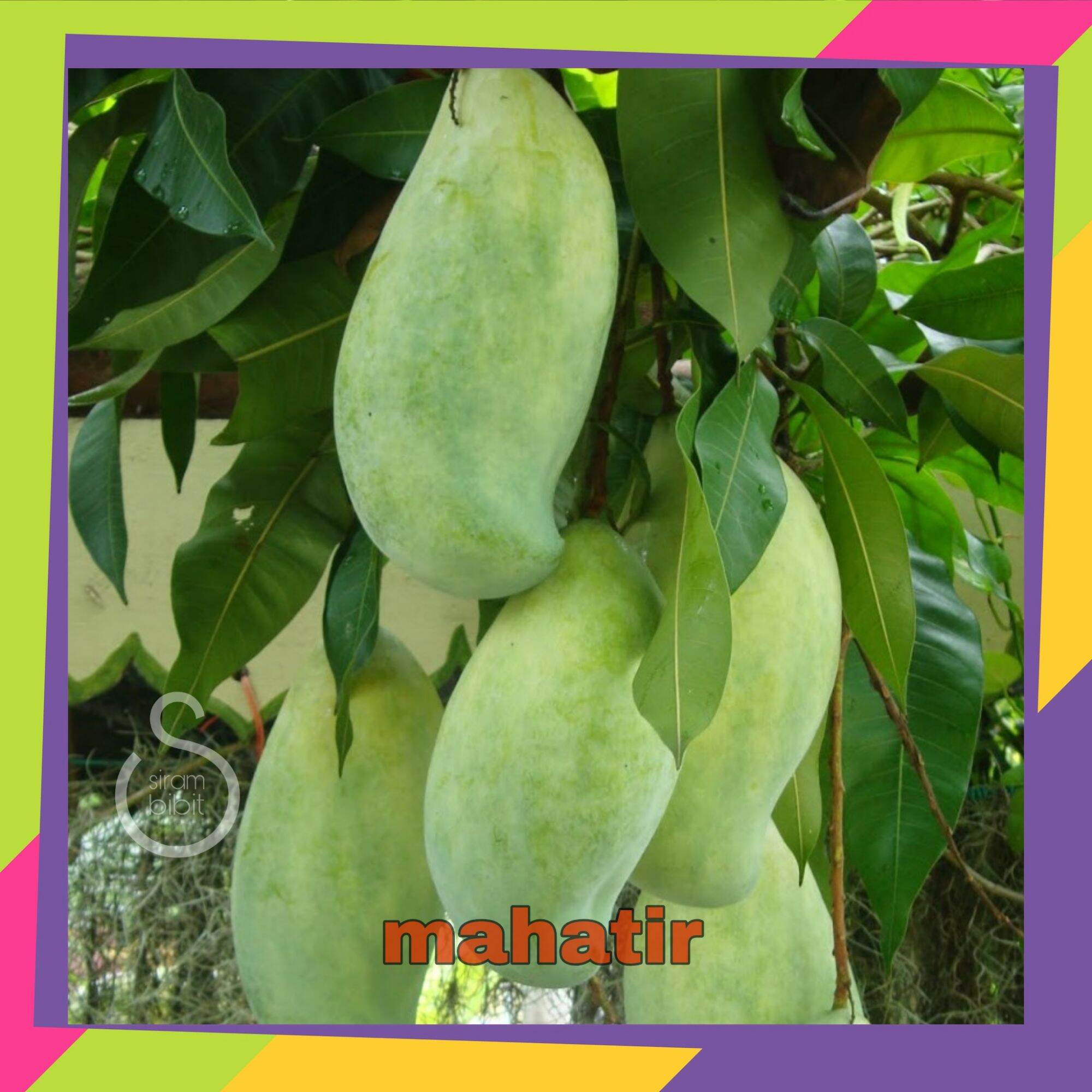 bibit mangga mahatir okulasi // mangga jumbo // mangga okulasi | Lazada Indonesia