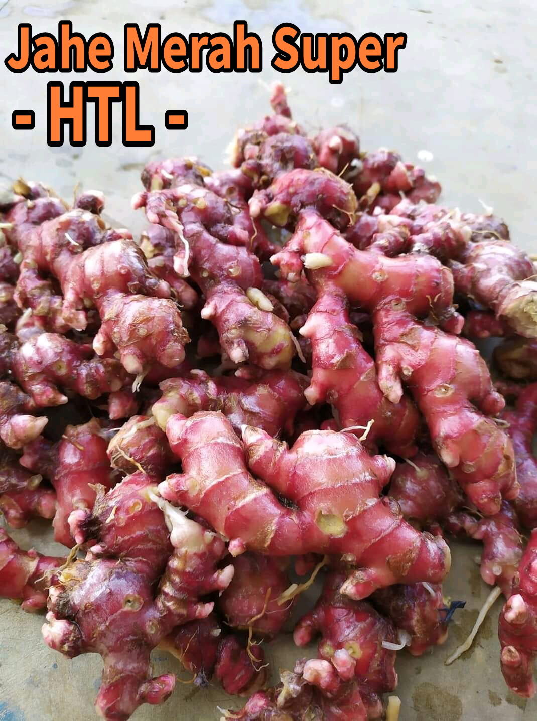 *COD* 1 KG JAHE MERAH SUPER ( FULL TUA) MASIH SEGAR | Lazada Indonesia