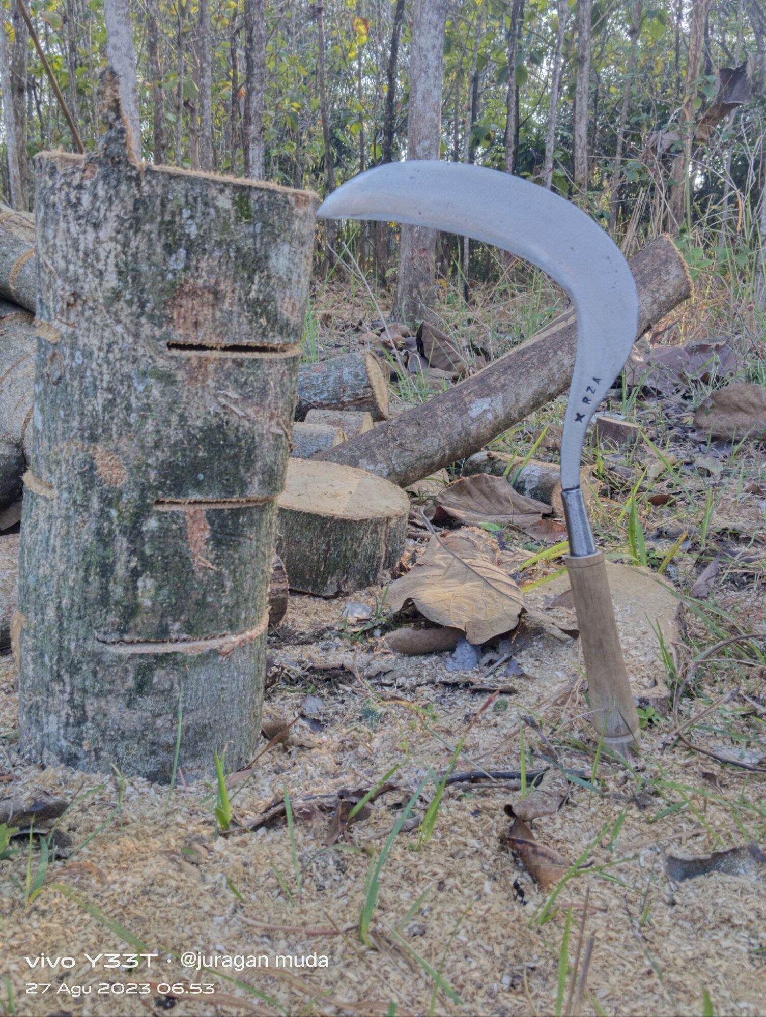 arit sabit rumput madura atau alat tani | Lazada Indonesia