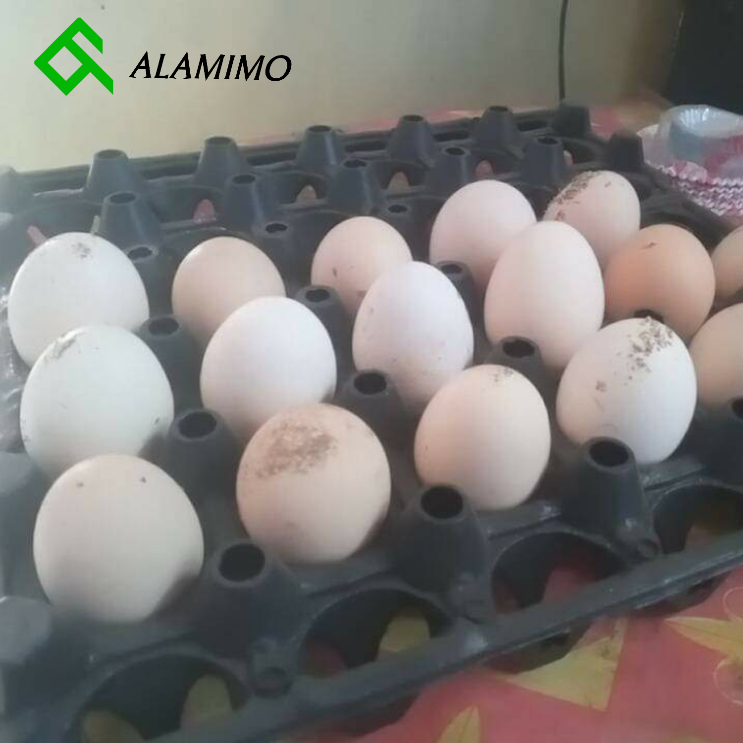 Telur tetas ras Merawang larmod KUB2 ayam dwiguna pedaging petelur bisa ...
