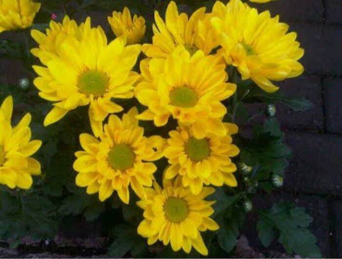 aster bunga kuning | Lazada Indonesia