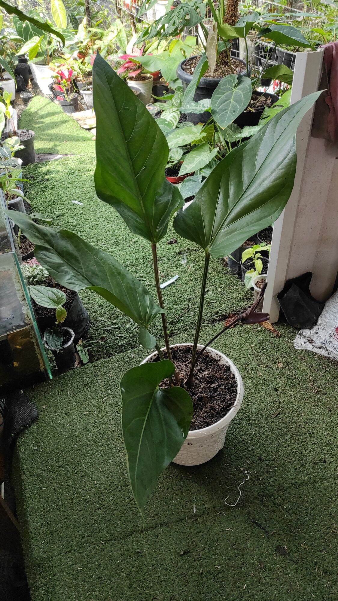 anthurium corong garuda | Lazada Indonesia
