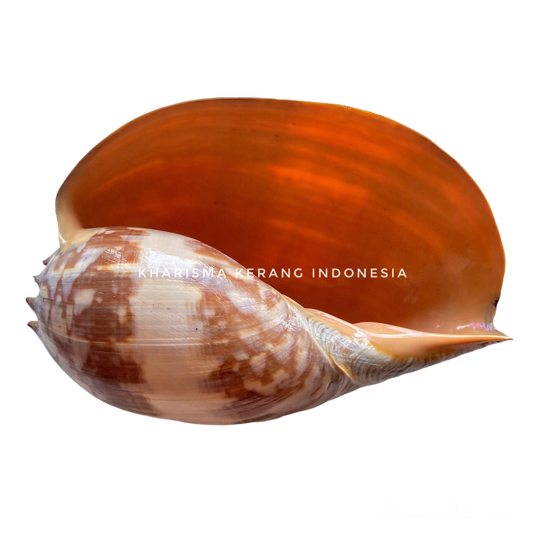 CYMBIUM PEPO (AFRICAN NEPTUNE VOLUTE) CANGKANG KERANG BINGA AFRIKA by ...