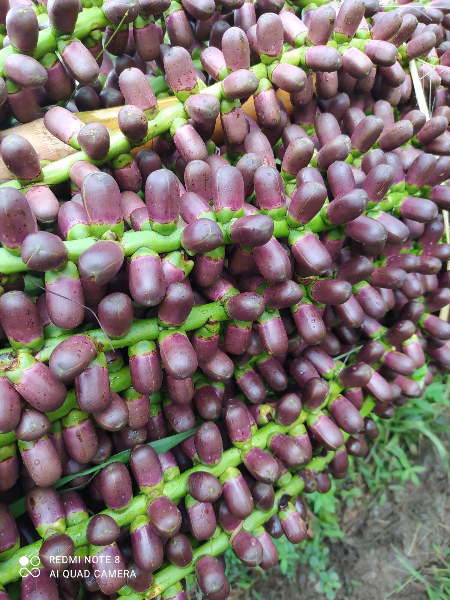 petik bunga aren/buah aren buah pohon aren segar 1 kg | Lazada Indonesia
